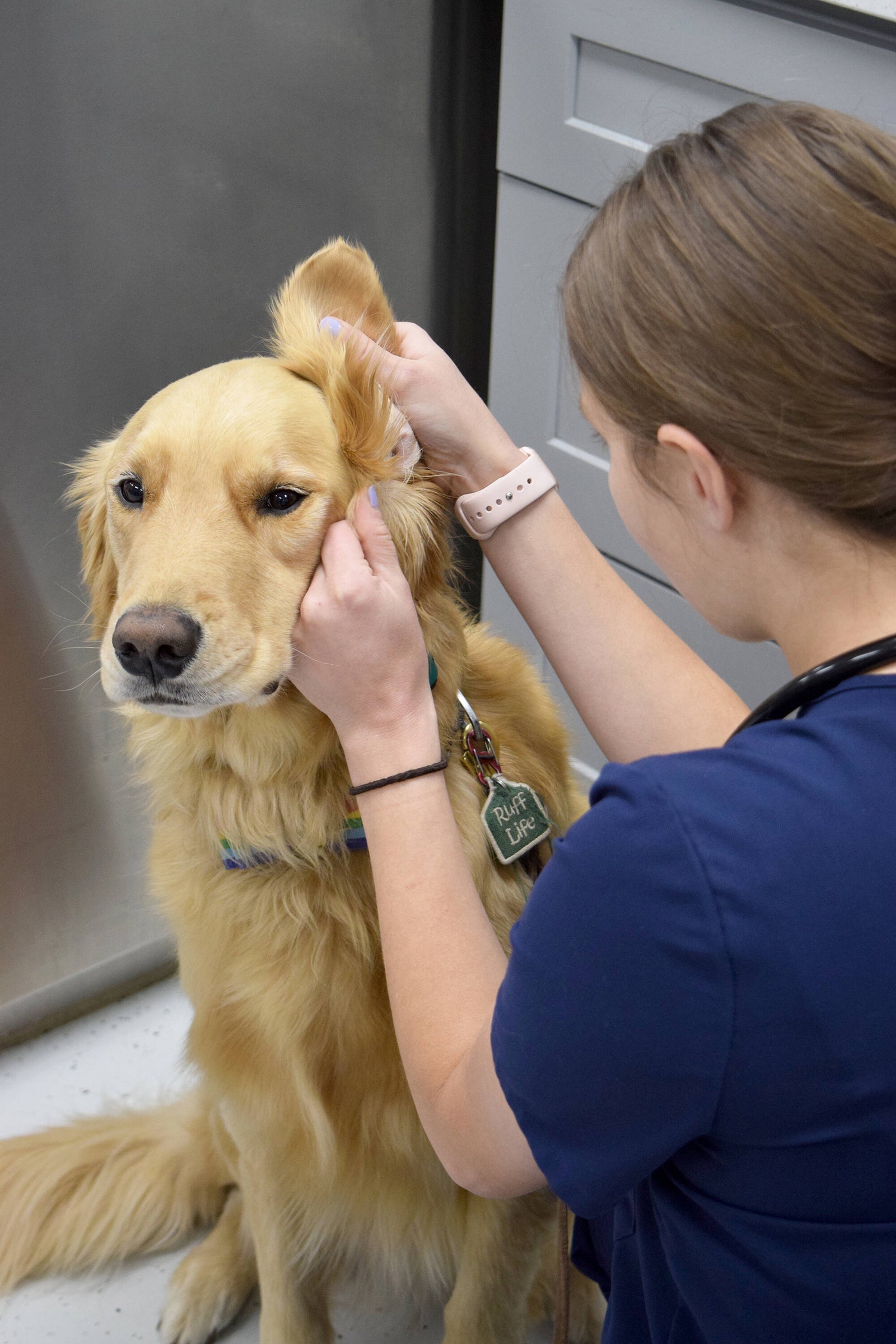 24/7 Emergency | Mountain West Veterinary Specialists